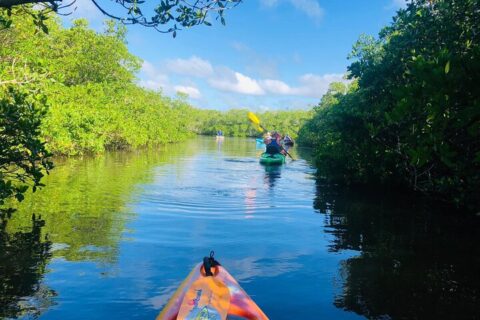 The Best Kayak Rentals & Tours In Lido Key Florida ...