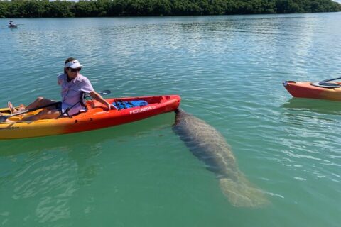 The Best Kayak Rentals & Tours In Lido Key Florida ...