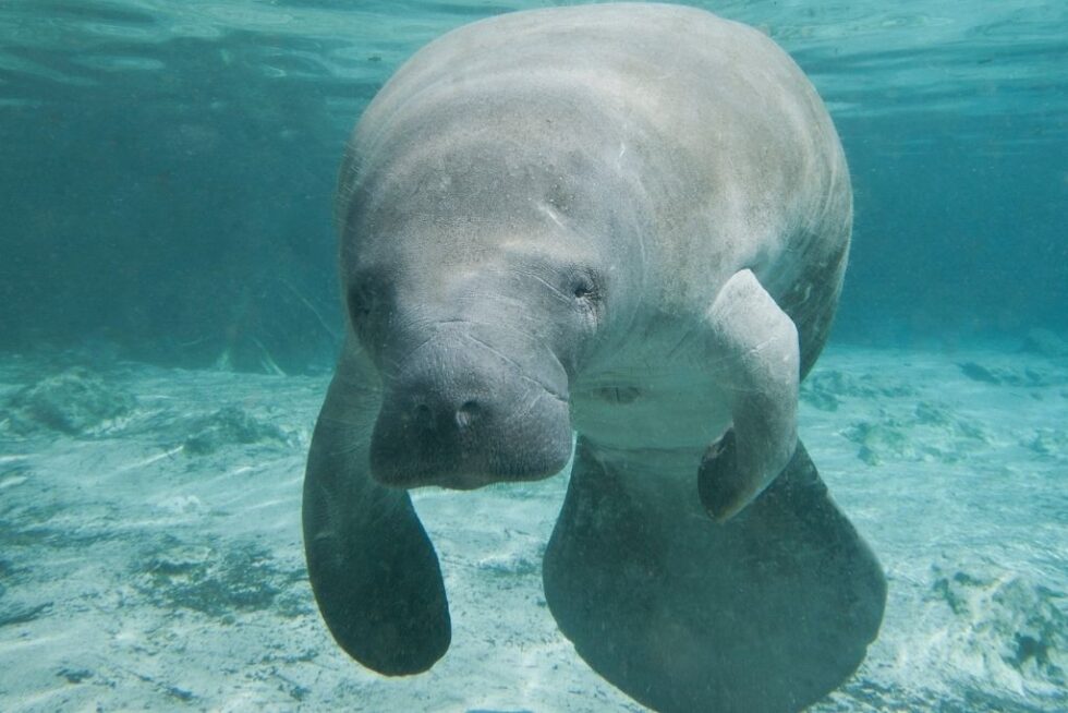 10 Best Places For Kayaking With Manatees In Florida ...