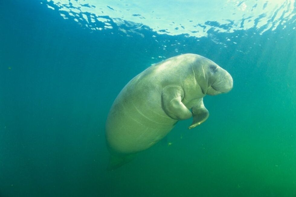 10 Best Places For Kayaking With Manatees In Florida ...